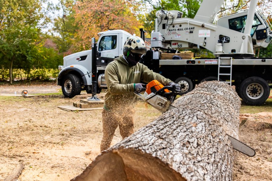Why March is a Key Month for Tree Removal in Memphis - Mister Tree Service