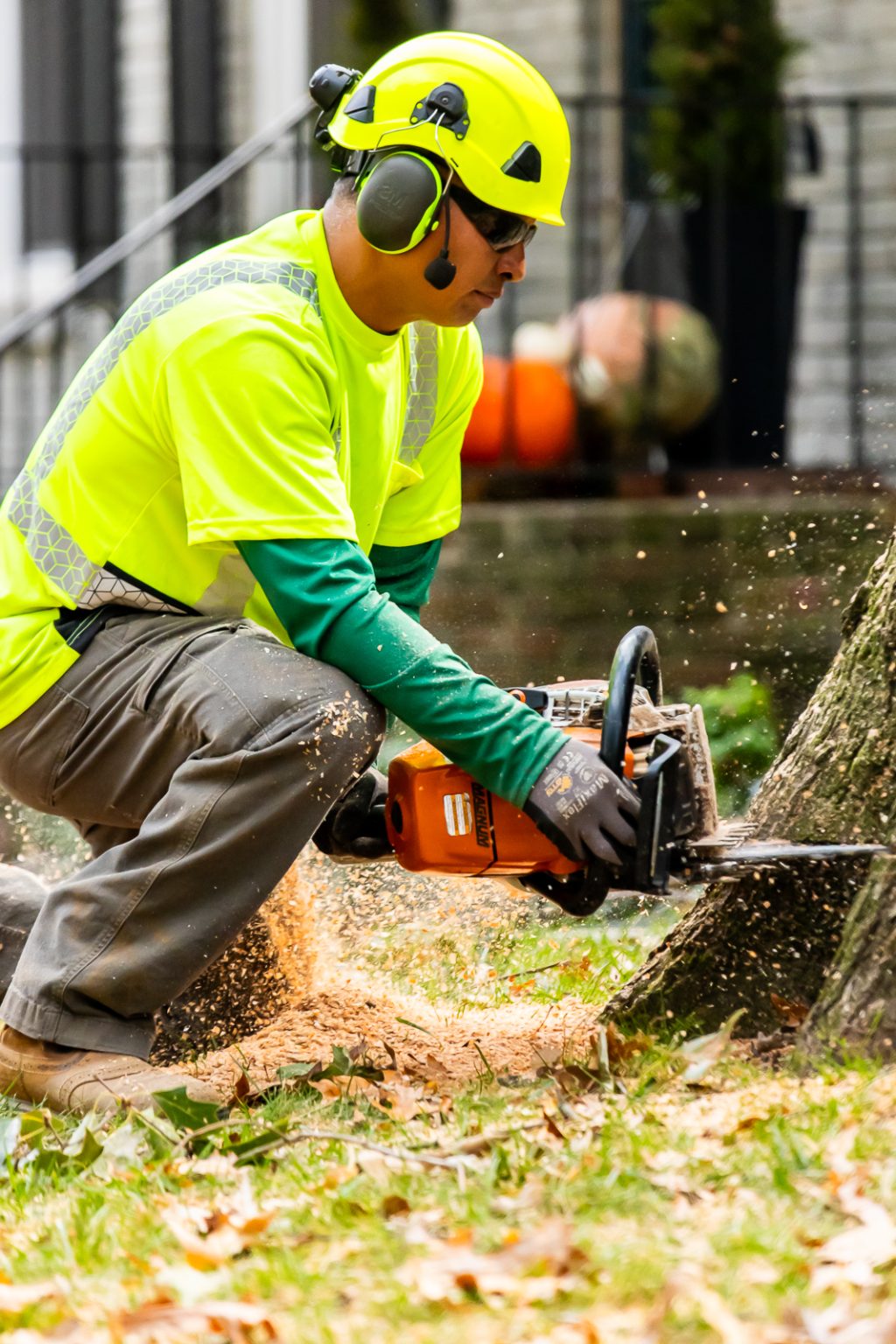 Tree Yard Debris Removal - Mister Tree Service