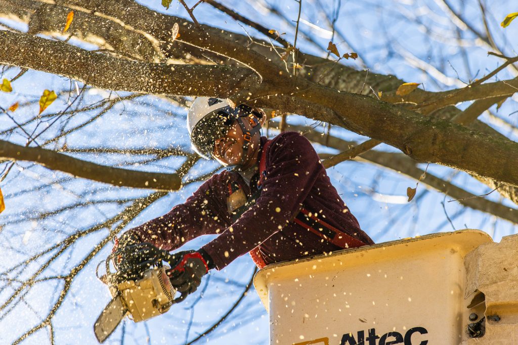 About Us - Mister Tree Service