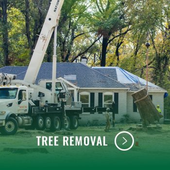 Memphis Tree Service | Best Tree Service in Memphis | Mister Tree Service